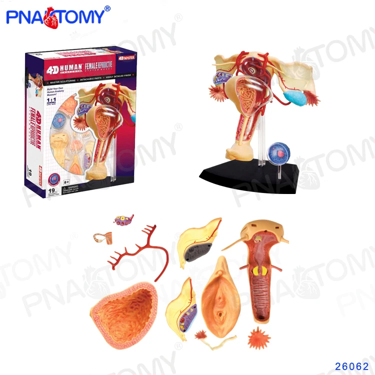 Female-Genital-Organs-Model-Reproductive-System-Anatomy-Model ...