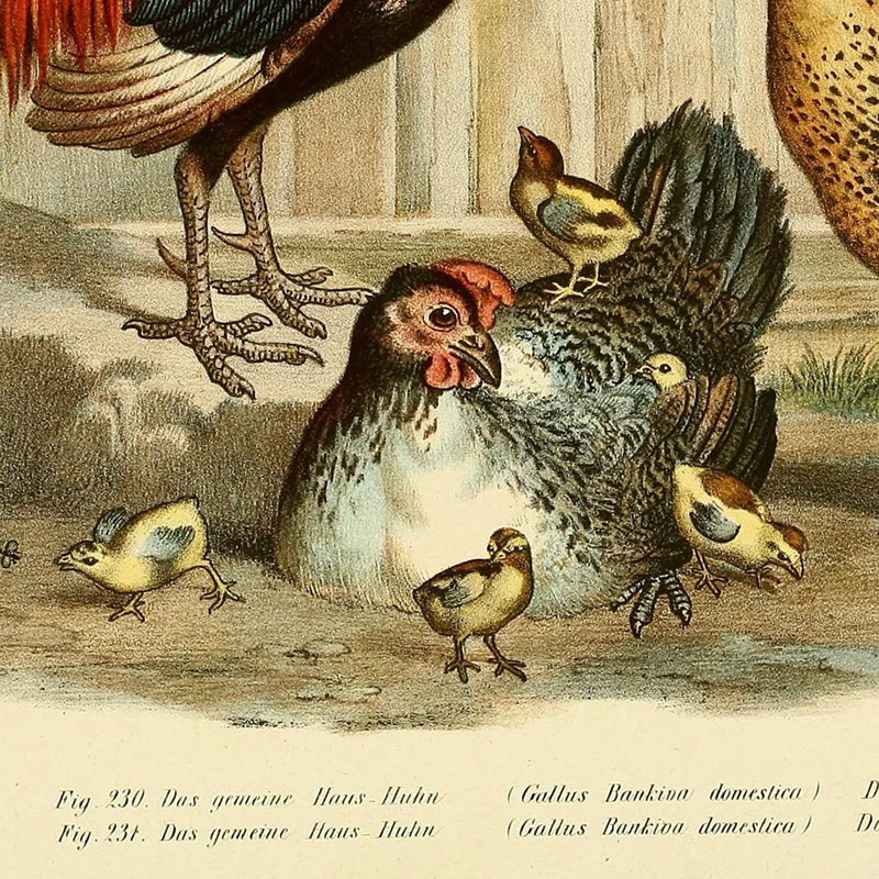 Vintage Chicken Drawings