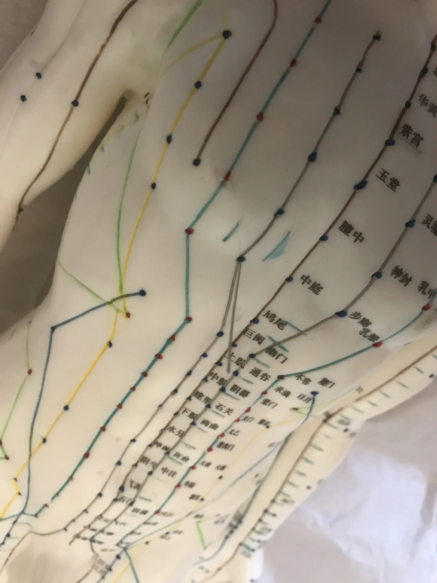 Acupuncture Human Model therapy teacher teaching school educational ...