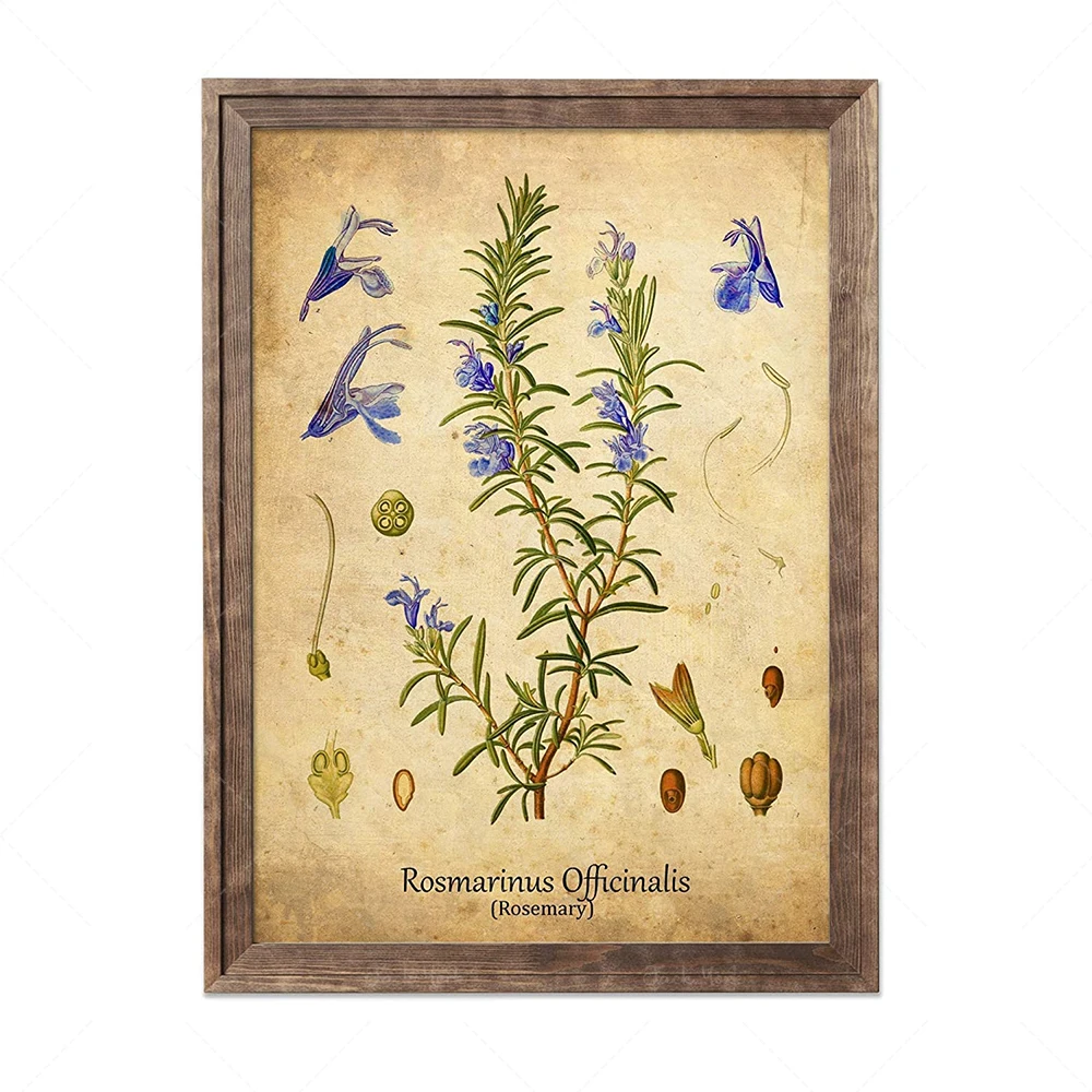 Herb Botanical Drawing