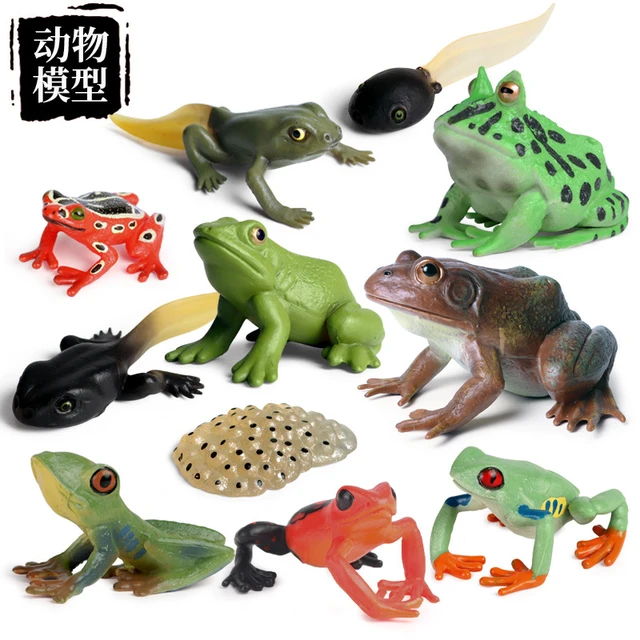 A Tadpole To Frog Life Cycle Of A Toy