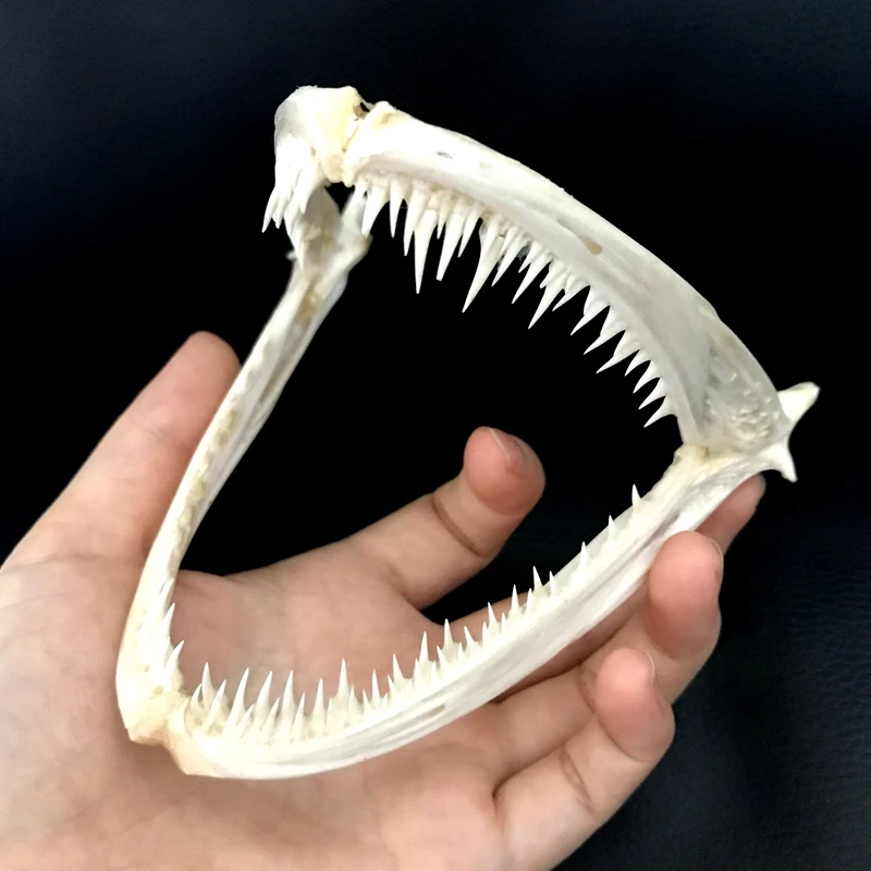 Angler Fish Skull