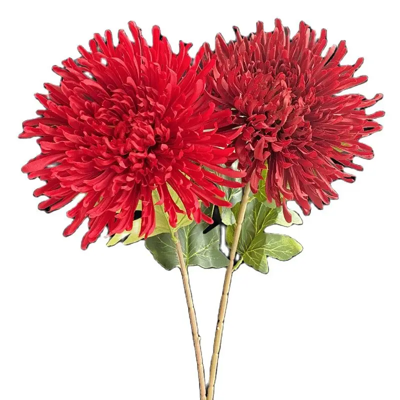 Chrysanthemum Plant Stem