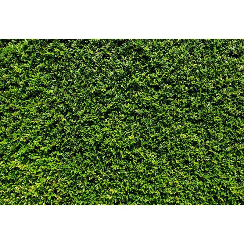 Customized printing 3 D green grass wall photo backgrounds for portrait ...