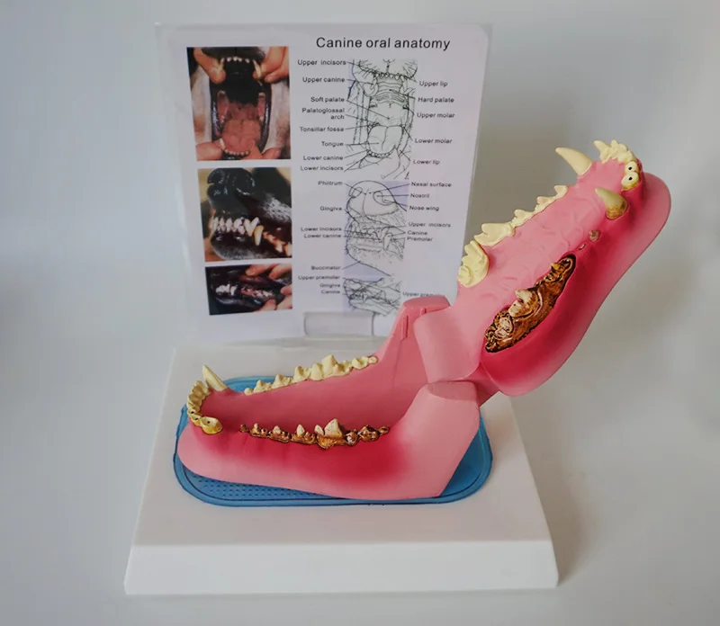 Palatoglossal Arch Dog