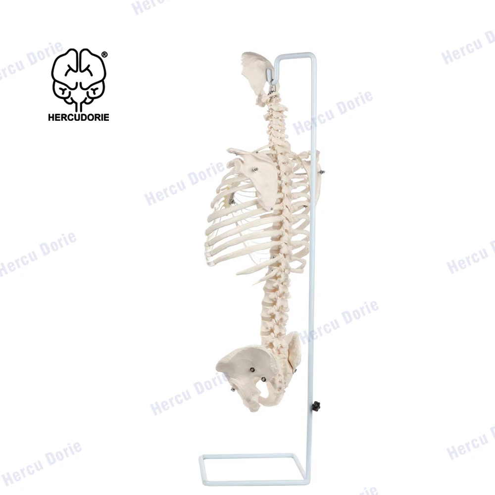 Vertebral Column With Rib Cage Anatomy Model, Life Size, 52% OFF