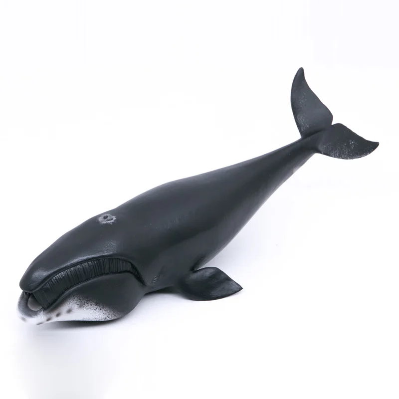 Bowhead Whale