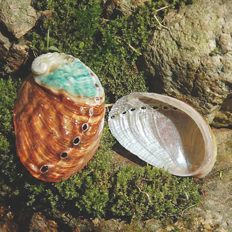 2pcs-Abalone-Shell-Natural-Conch-Shell-Fish-Tank-Landscape-DIY-Handmade ...