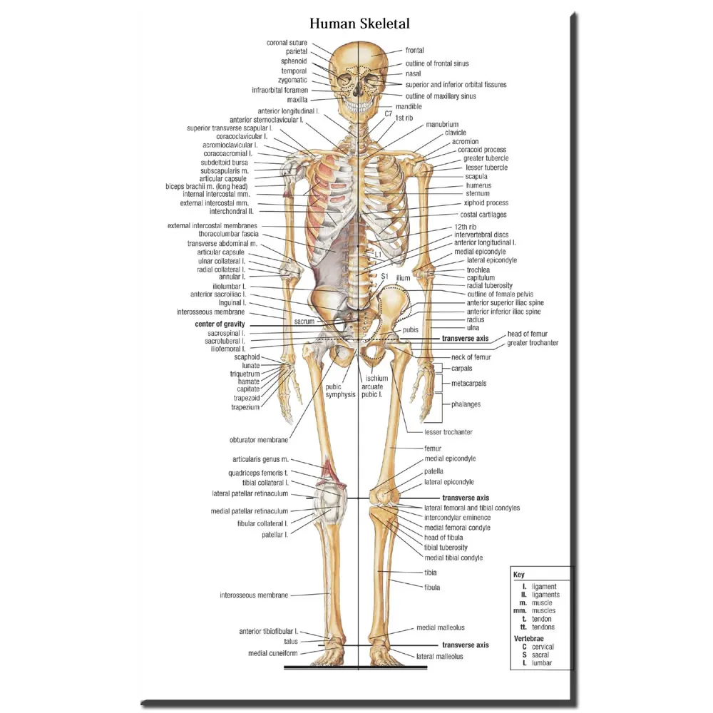 Anatomy Bones Of The Body