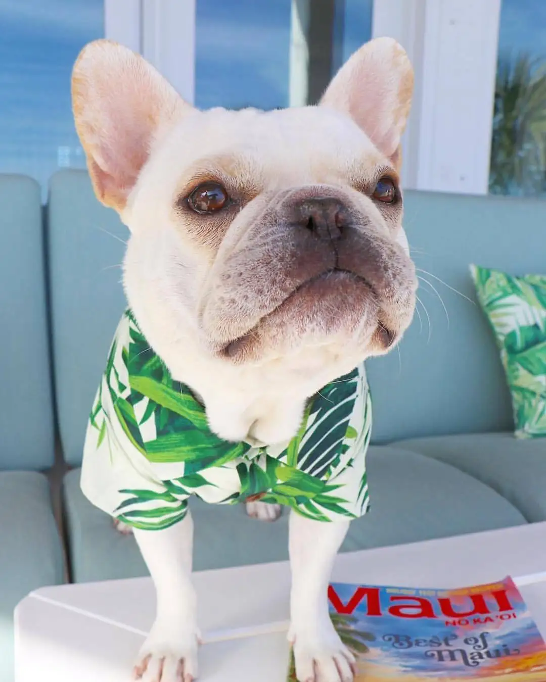 DogMEGA Hawaiian Shirt for Dog | Dog Summer Clothes – DogMega.Com