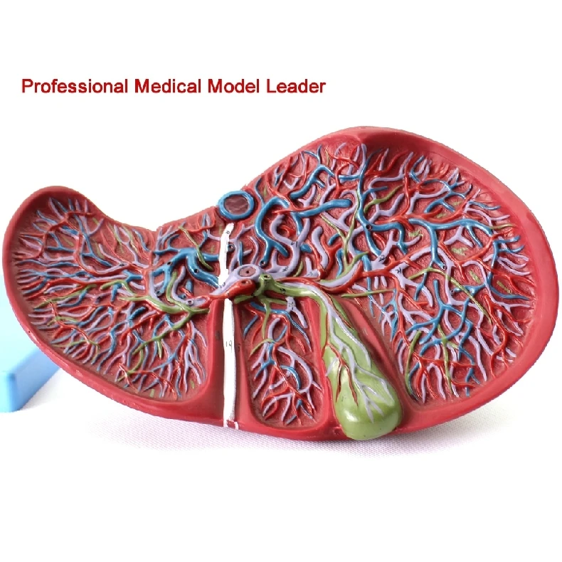 Liver Model Labeled