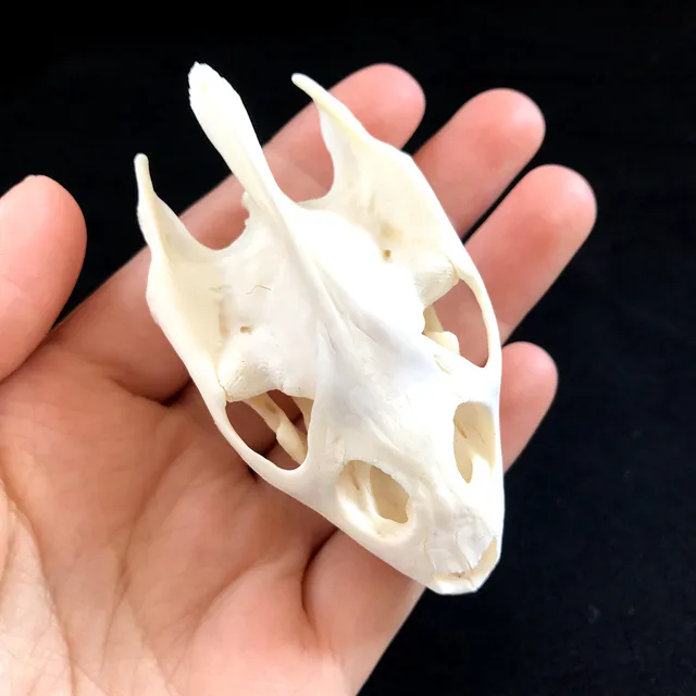 High-quality Taxidermy Myocastor coypus Coypu Skull True Bone ...