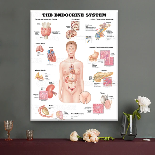 Endocrine System Wall Chart