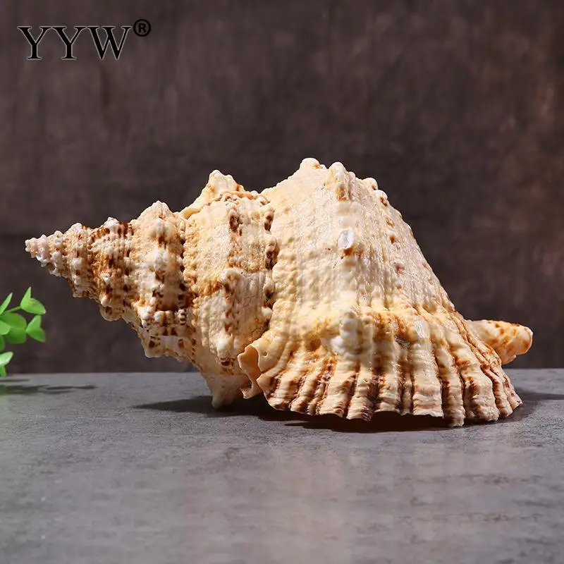 Big Sea Shells Mare Conch Shell Schelpen Conchas Coquillage Seashells ...