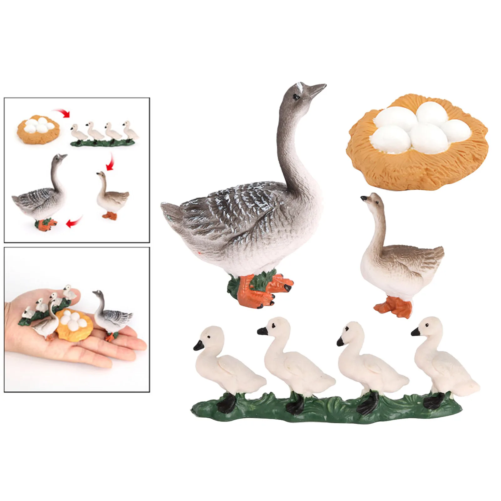 Realistic Growth Cycle Plastic Life Cycle Goose Model Biology Toy ...