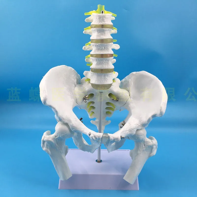 1-1-Male-spinal-column-model-five-segment-lumbar-spine-model-femur ...