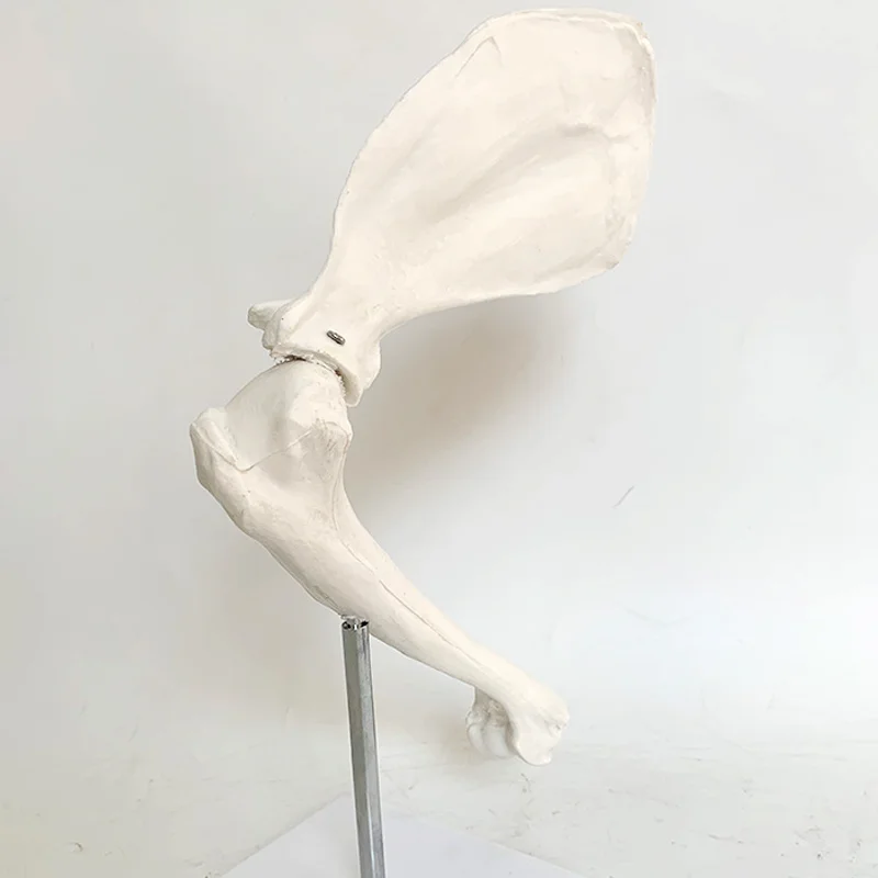 Animal Scapula