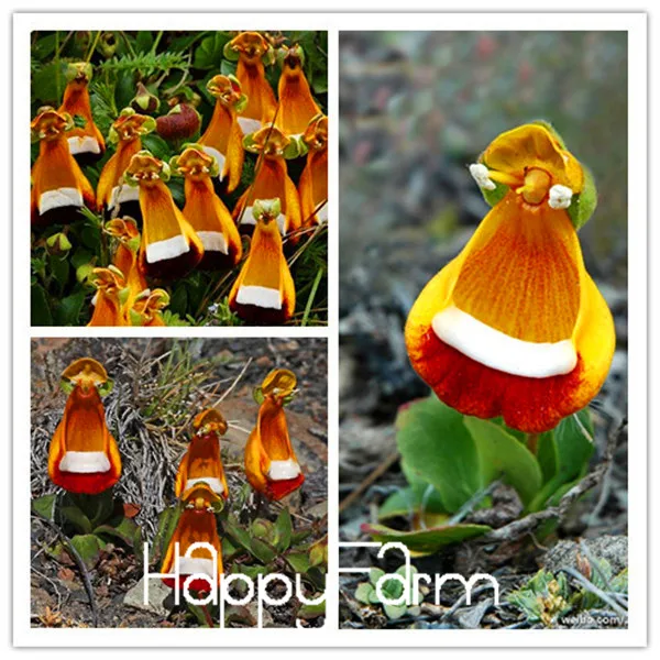 Calceolaria uniflora растения 200 шт инопланетяне Цветочные плантации ...