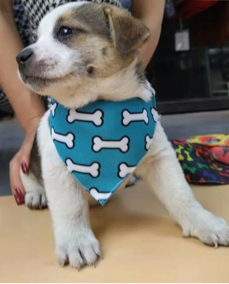 Triangle Bib Collar For Dog – Cute Bandana – DogMega.Com