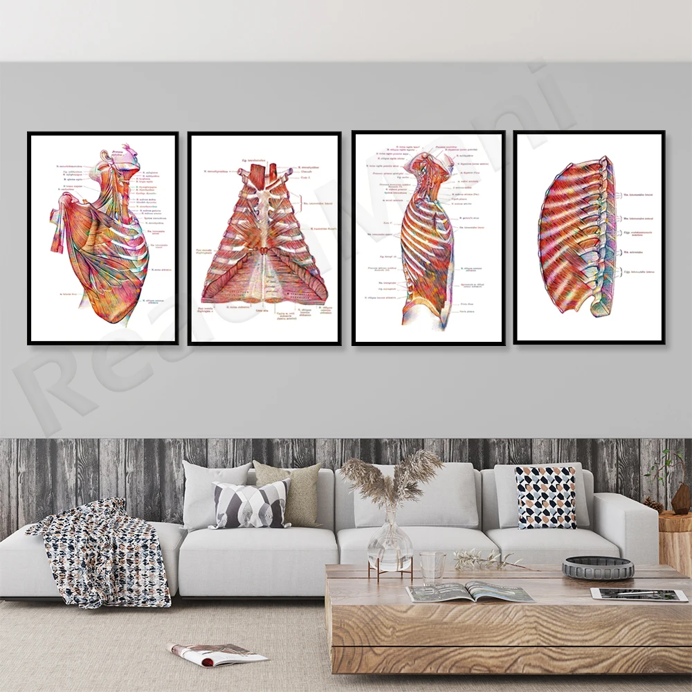 Torso-Muscle-Anatomy-Poster-Chest-and-Muscle-Print-Rib-Anatomy-Diagram ...
