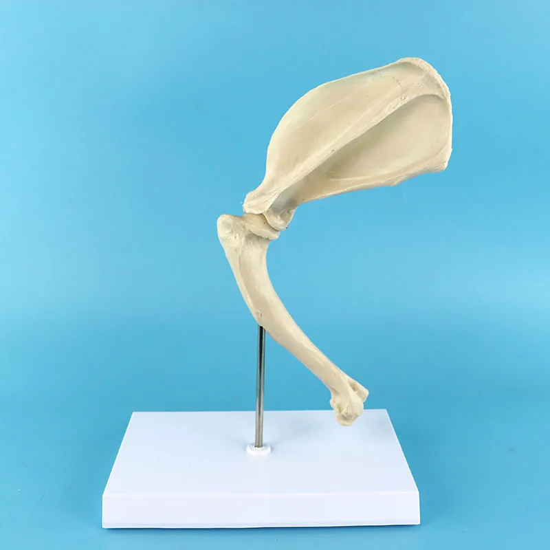 Canine Dog Shoulder Joint Skeleton Skull Brain Traumatism Medical ...