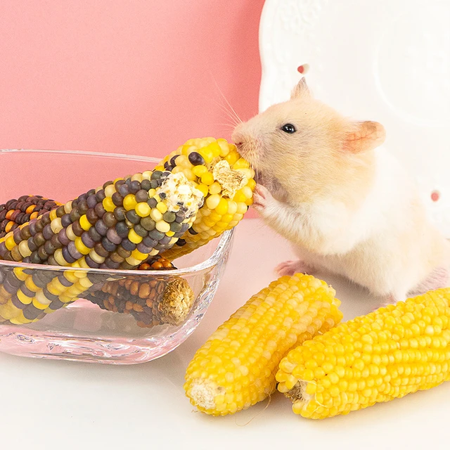 Hamsters Eating Corn