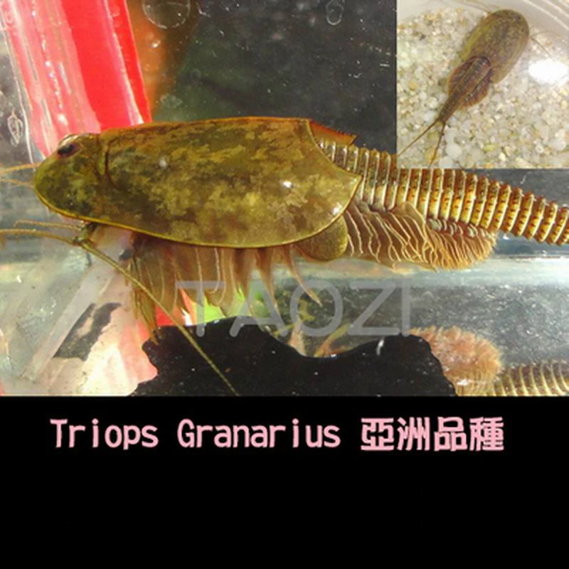 Giant Triops