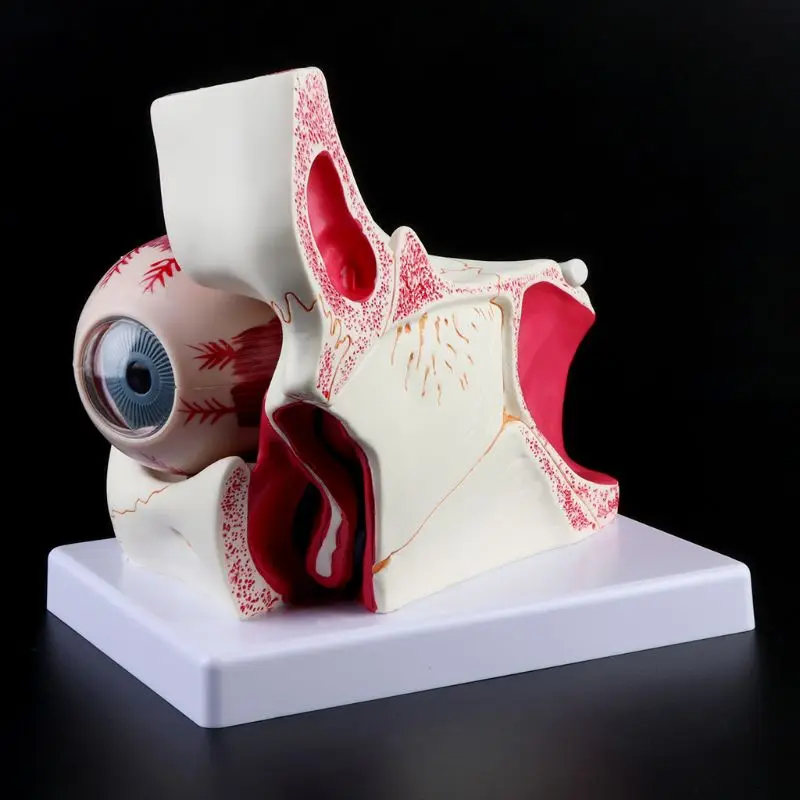 3 Times Human Eyeball and Eyelid Skeleton Model Orbit Anatomical Study ...