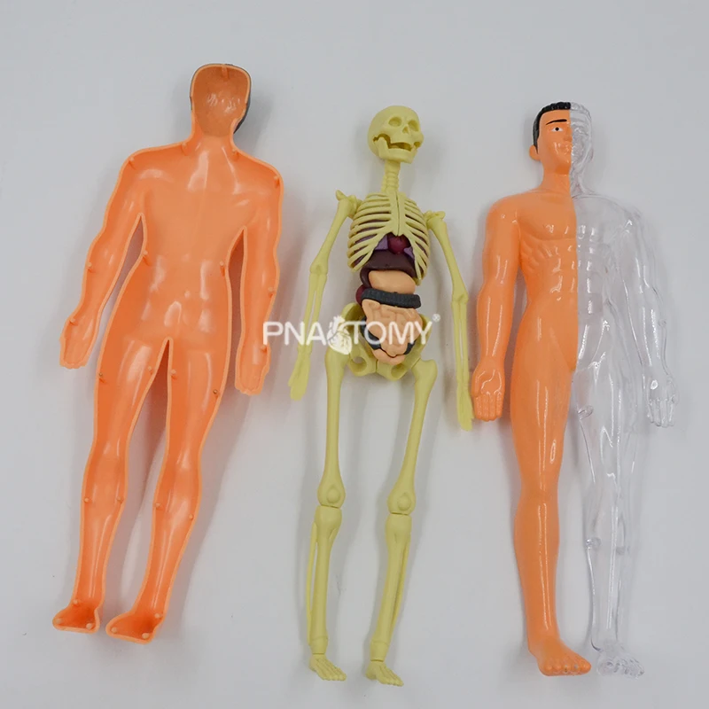 Diy Human Body Model Transparent Human Anatomical Toy Internal Organs ...