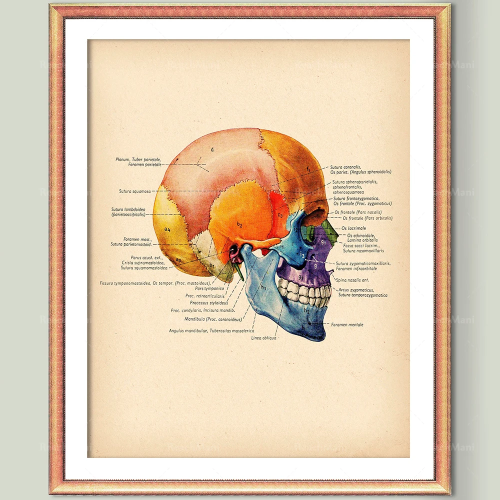 Diagramma-del-cranio-anatomia-della-colonna-vertebrale-Poster-struttura ...