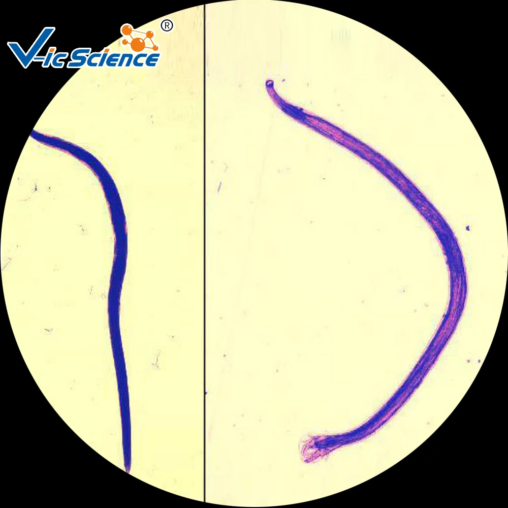 Chicken Embryo Slides (24 Hour) Serial Transverse Section, 44% OFF