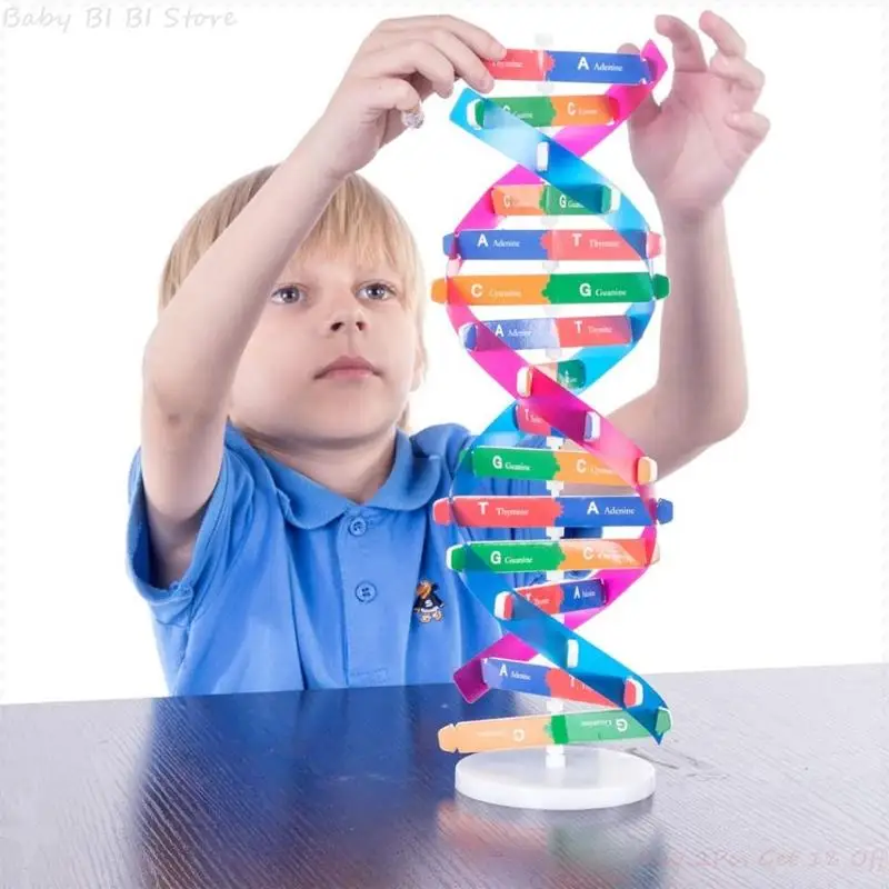 1-Set-Montessori-Block-Learning-Resource-DNA-Structure-Puzzle-Jigsaw ...