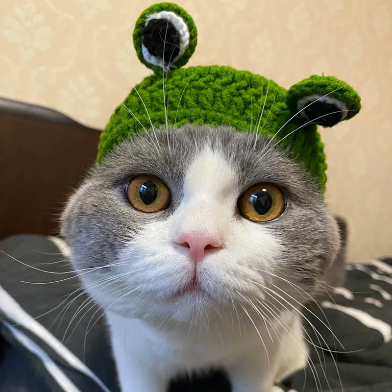 Cats In Frog Hats