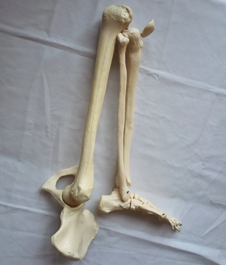 Real Human Leg Bones