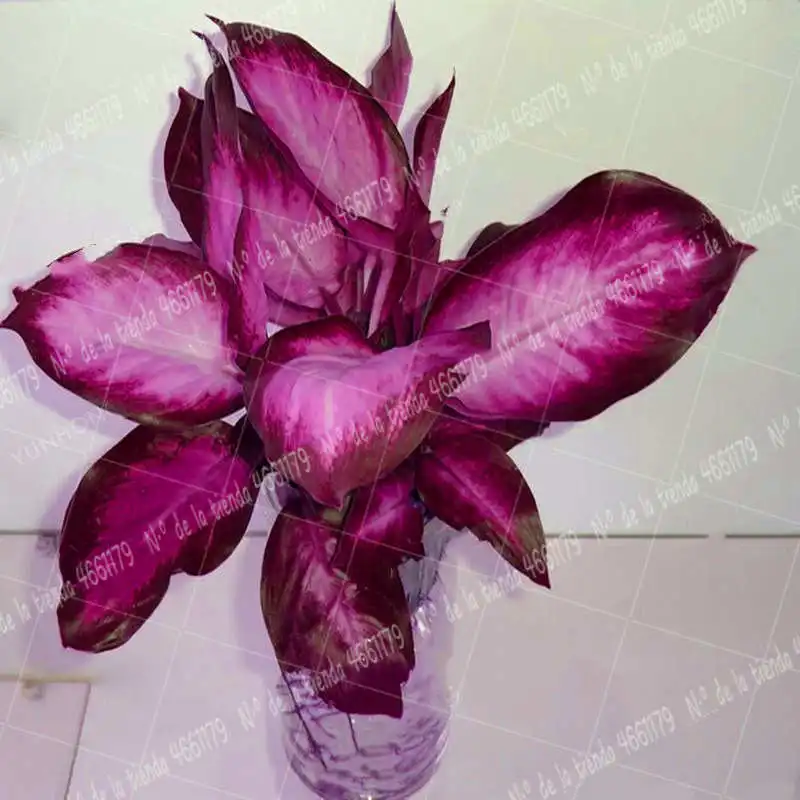 100 шт пакет сансевиерия бонсай растения и цветы Редкие сорта в горшках посадки для дома и сада