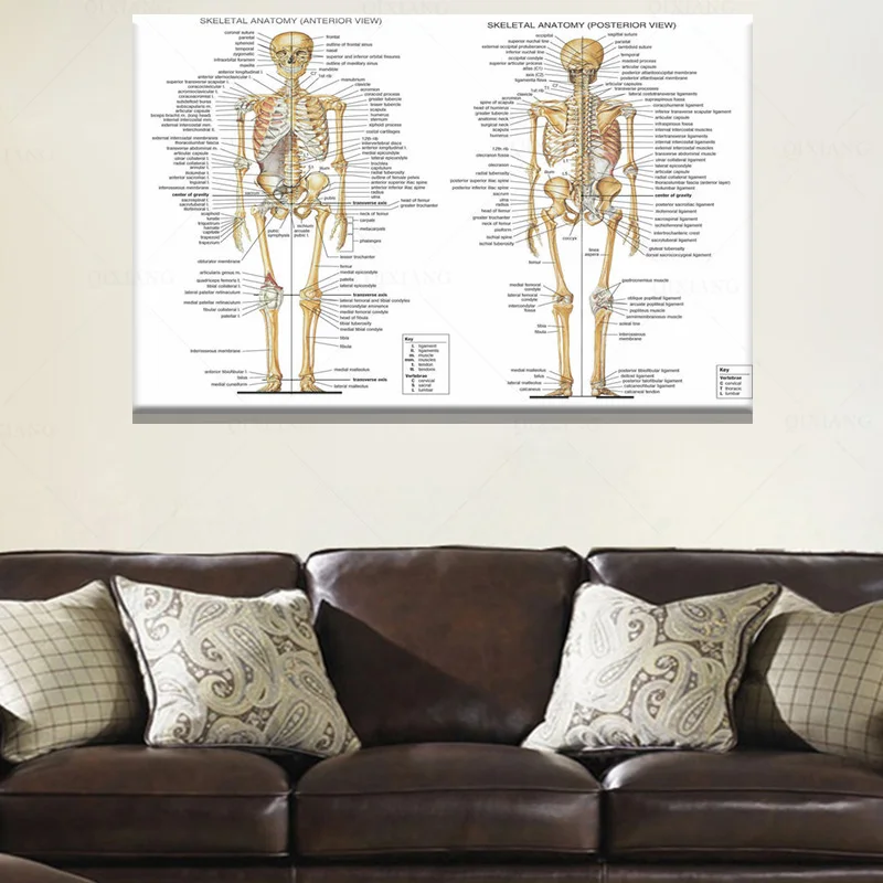 ANATOMICAL SKELETON SKELETAL SYSTEM HUMAN BODY MEDICAL University ...