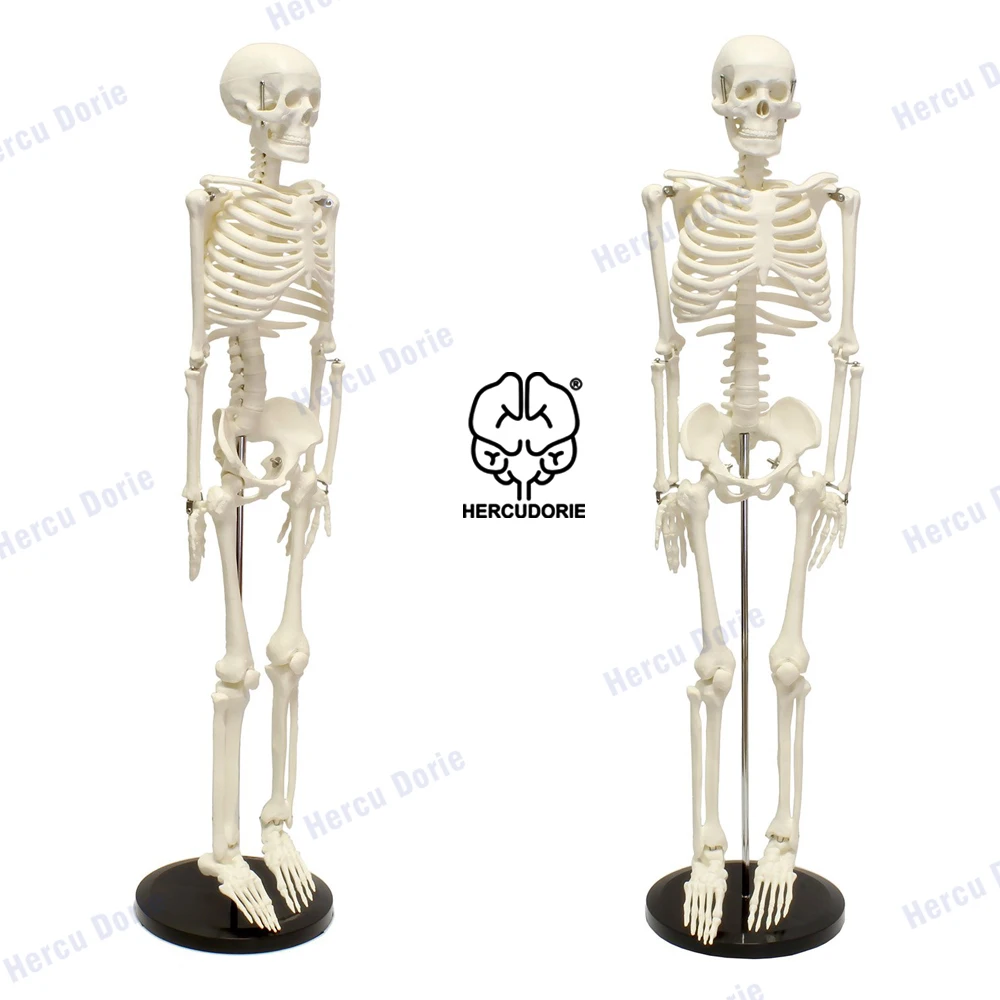 Mini-Human-Skeleton-Anatomy-Model-Science-Classroom-Skeleton-Model-Tool ...