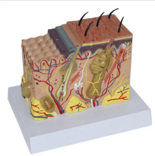 50-1-Human-Anatomical-Skin-Subcutaneous-Tissue-Dissection-model.png
