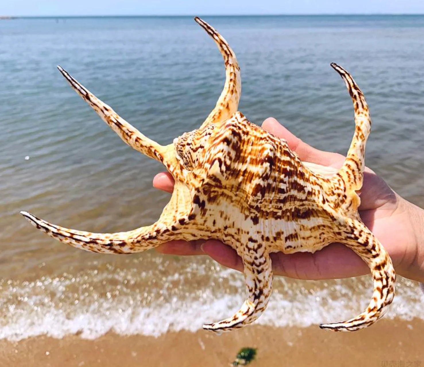 Home Furnishings | Wall Decoration | Seashells | Conch | Shells ...