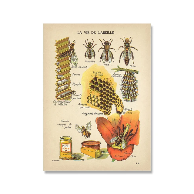 French Bee Illustration