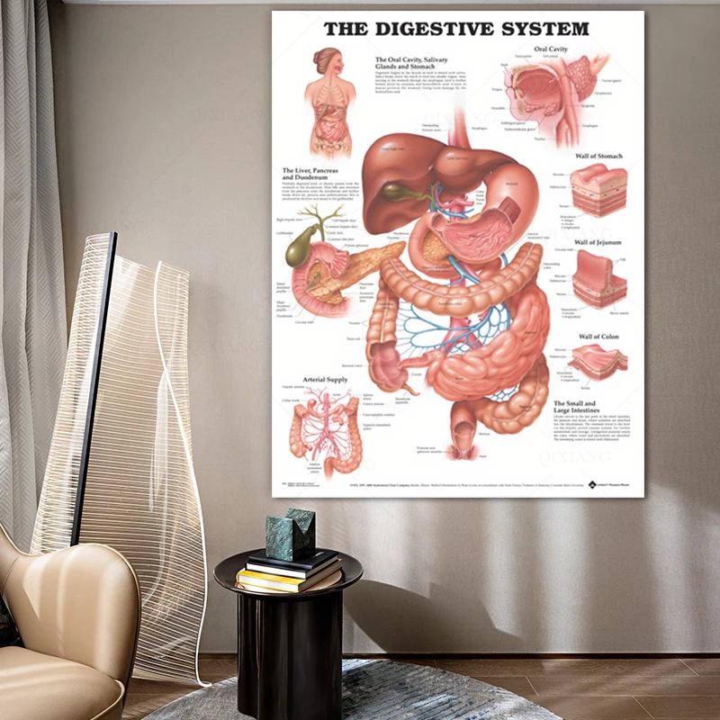 Gastrointestinal Anatomy Posters