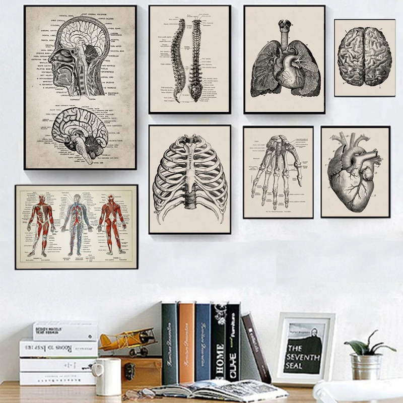 Arte de pared de anatomía humana, carteles e impresiones Vintage de ...