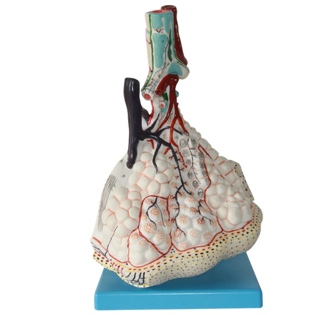 Pulmonary Lobule Model