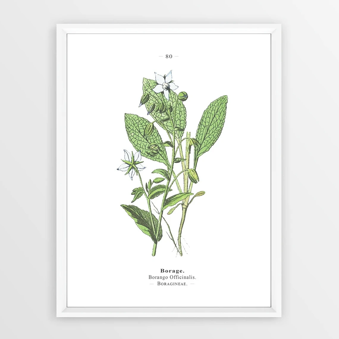 Borage Flower Drawing
