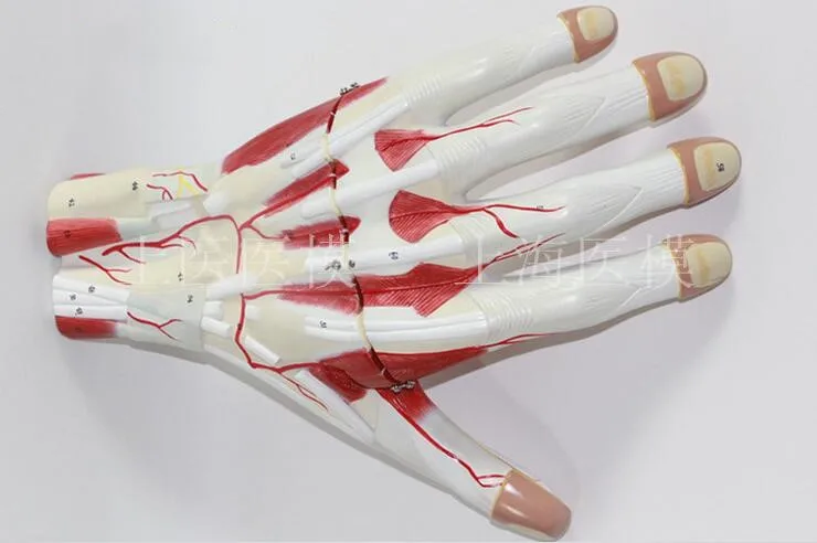 Hand Knuckles with Muscles and Vein 60 numbers ATT Hand Muscles ...