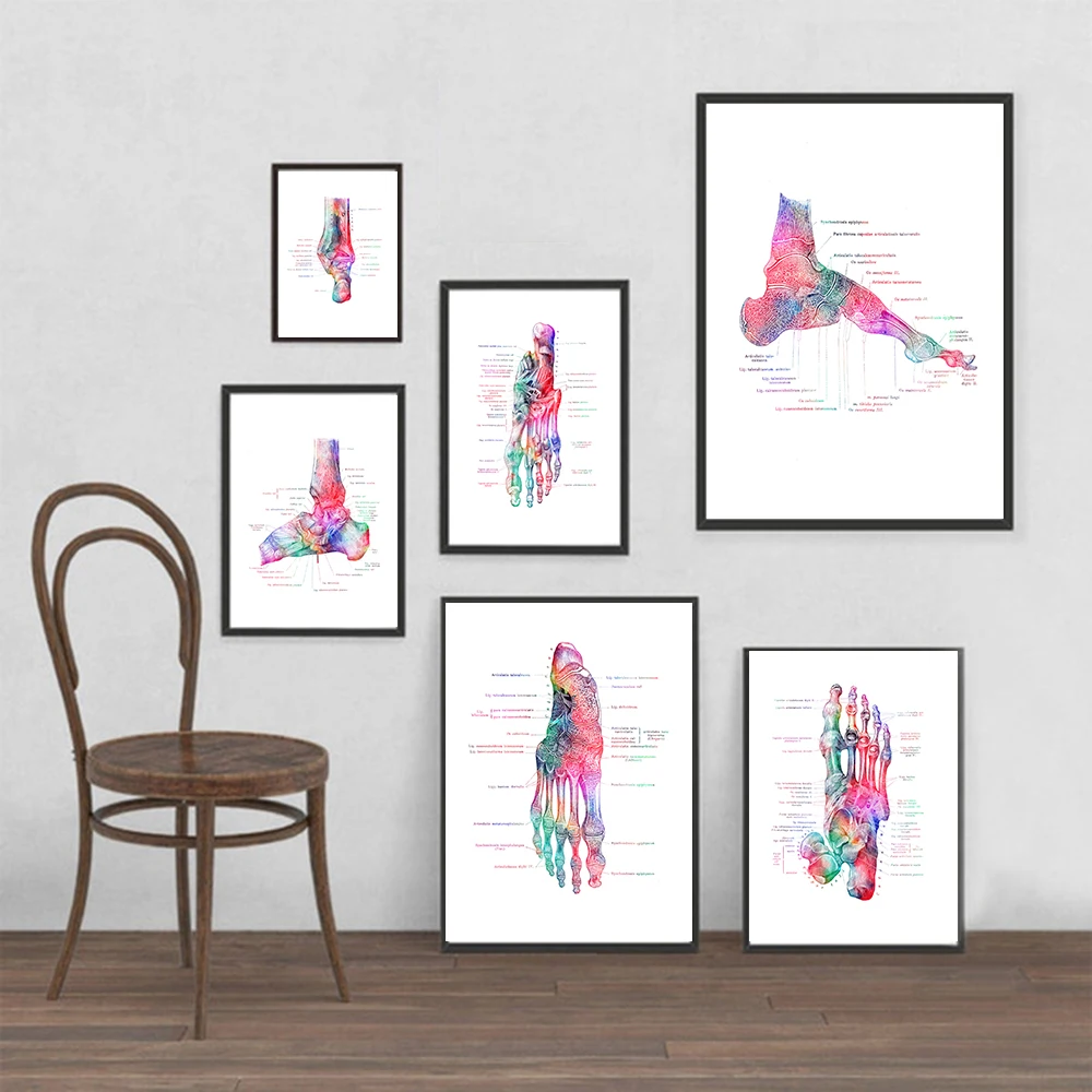Foot Bone Anatomy Artwork Medical Wall Picture Podiatry Poster Muscle ...