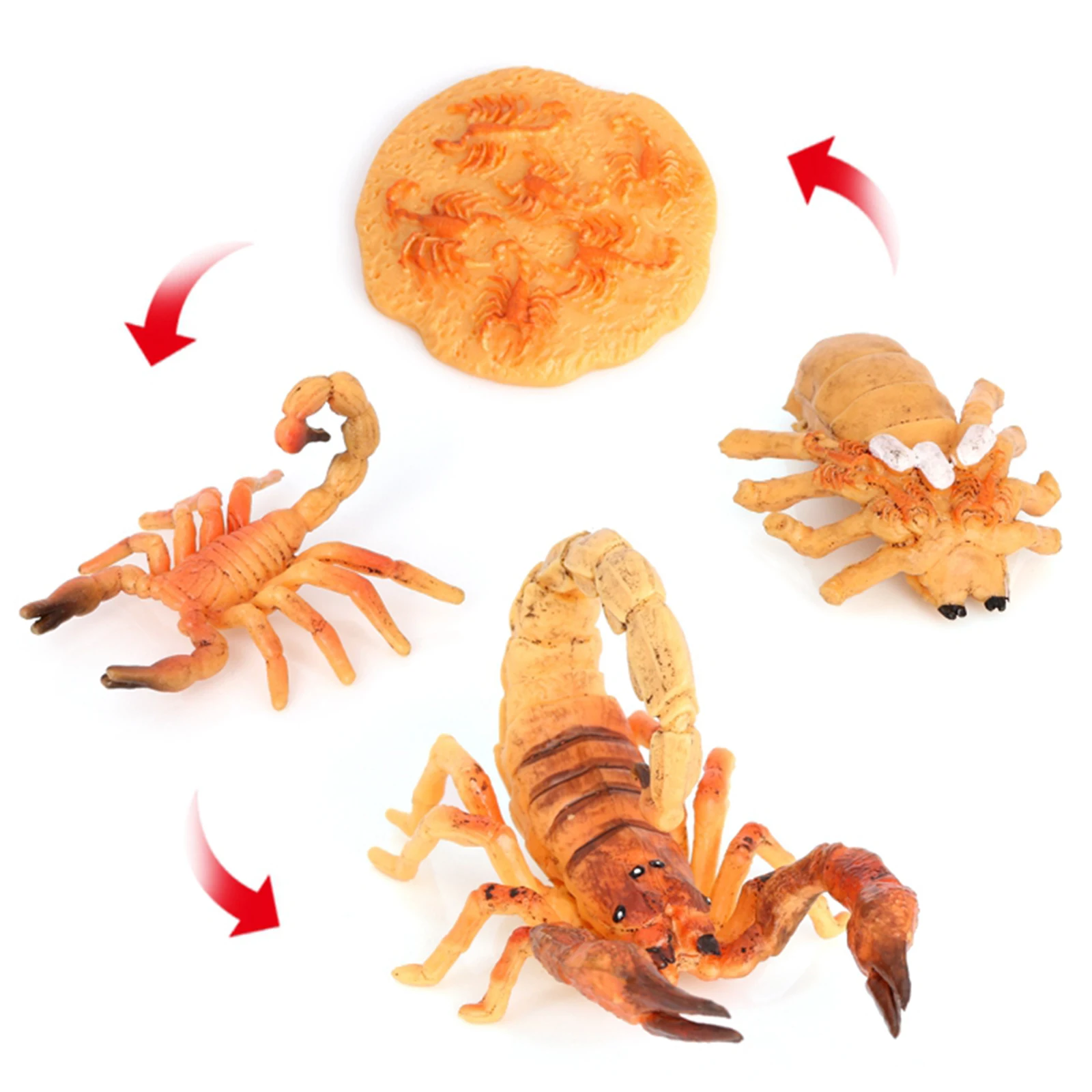Scorpion Life Cycle For Kids