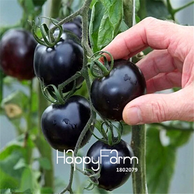 New Fresh 20 Pcs/Lot Rainbow Tomato Plants, bonsai organic vegetable ...