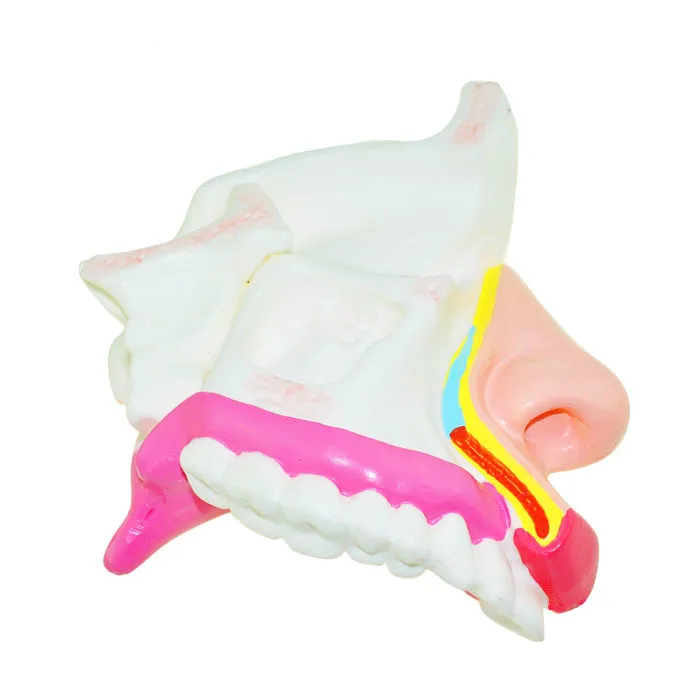 Nasal-Dissection-Model-Realistic-Human-Simulate-Organ-Nose-Model-Nasal ...