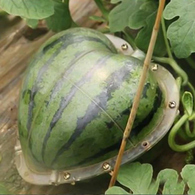 Square Watermelon Plant